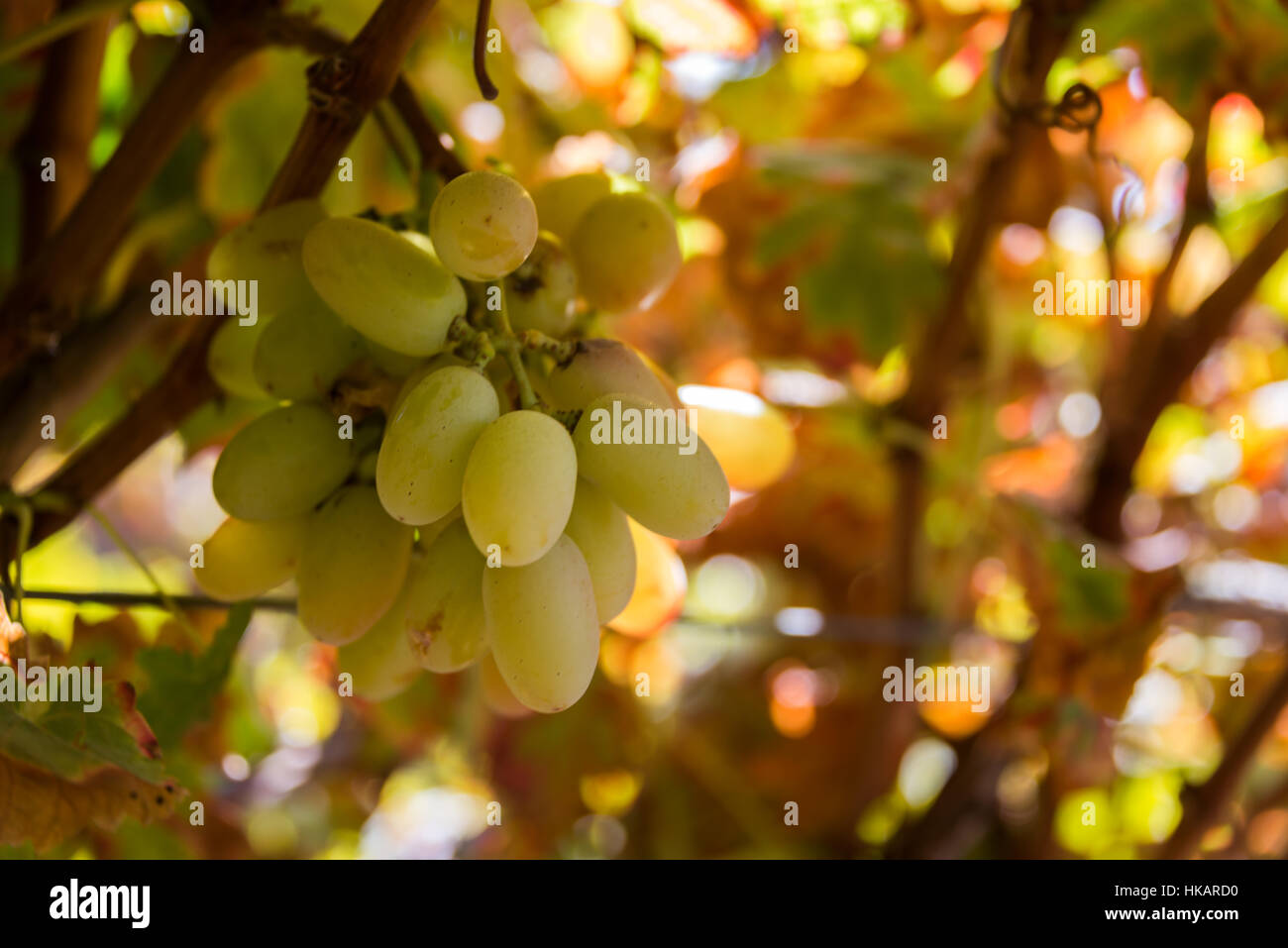 Grapes picking at Moshav Lachish, Israel Stock Photo - Alamy