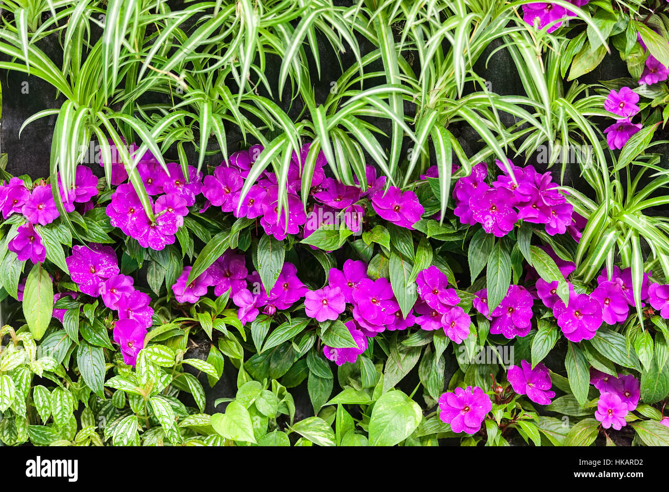 purple flowers with green leaves, note shallow depth of field Stock ...