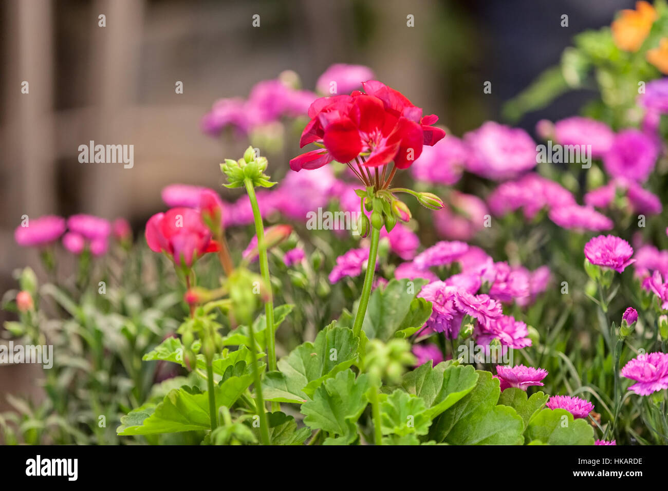 a variety of ornamental flowers, note shallow depth of field Stock ...