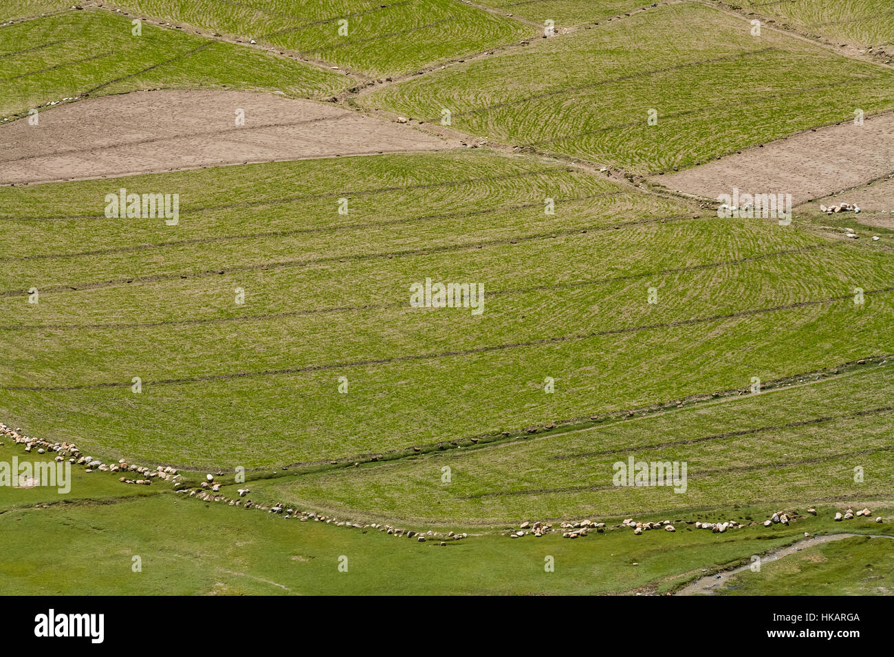 Green fields in Tibet, China Stock Photo - Alamy