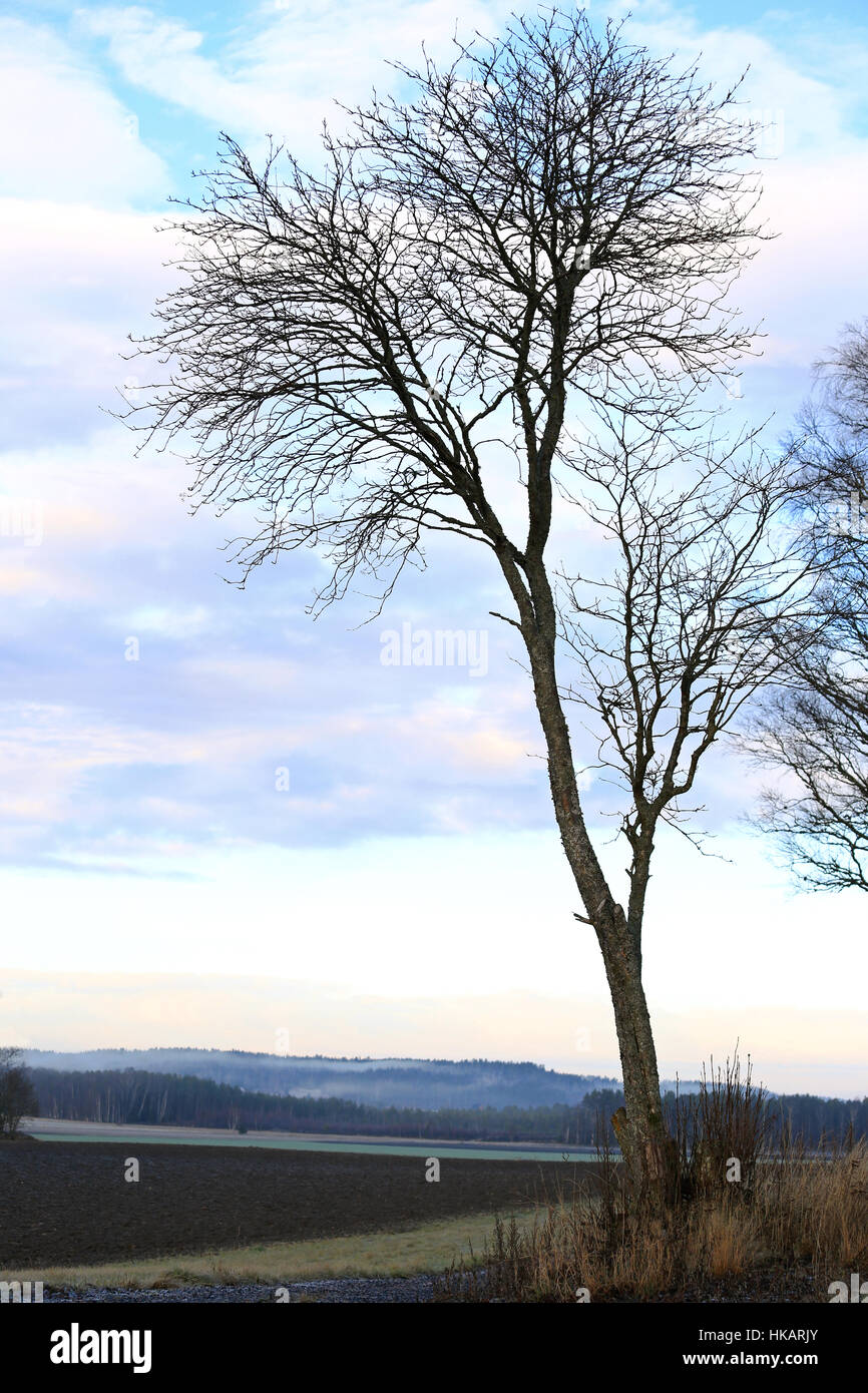 Maple tree by a rural field on a beautiful day of winter, vertical view ...