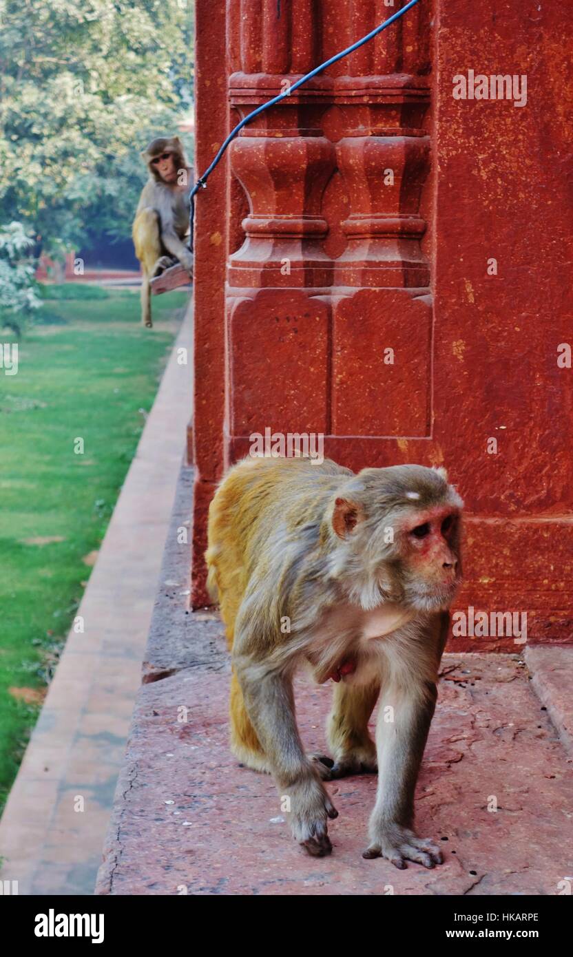 Busy monkeys on a pink stone background at the Taj Mahal in Agra, India ...