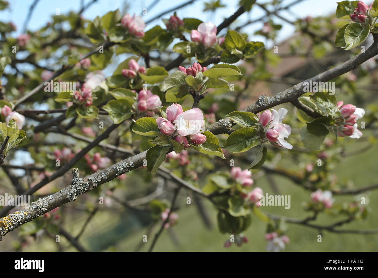 Apple tree in bloom Stock Photo - Alamy
