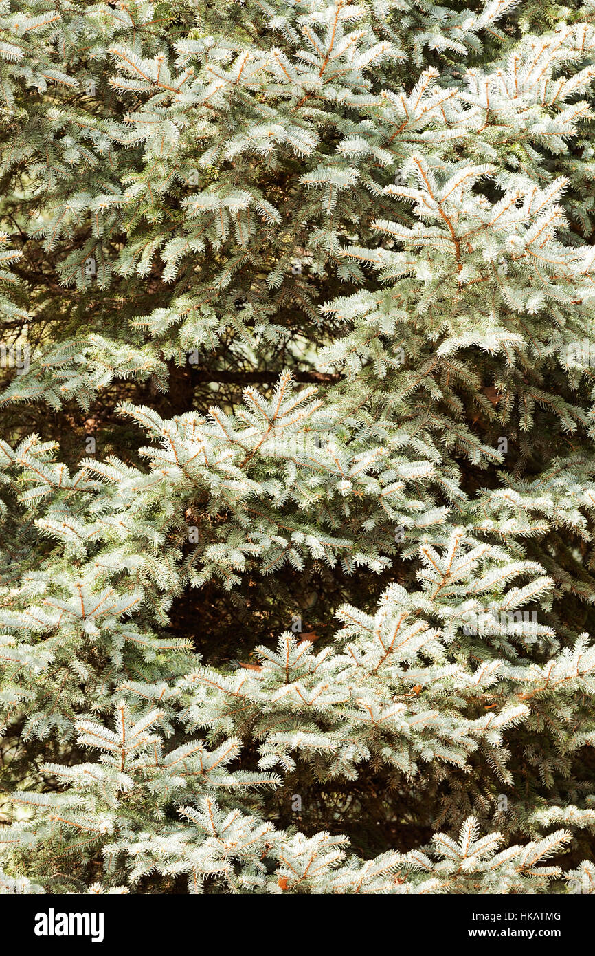 fir tree in nature, note shallow depth of field Stock Photo - Alamy