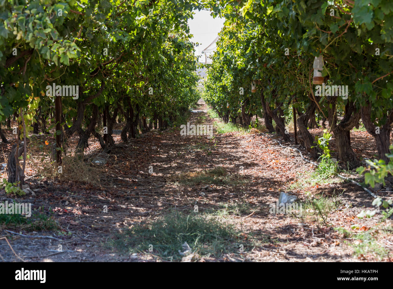 Grapes picking at Moshav Lachish, Israel Stock Photo - Alamy