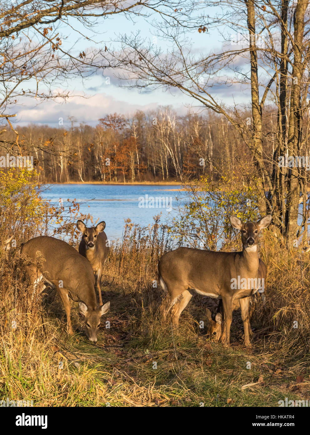 White deer lake trail hi-res stock photography and images - Alamy