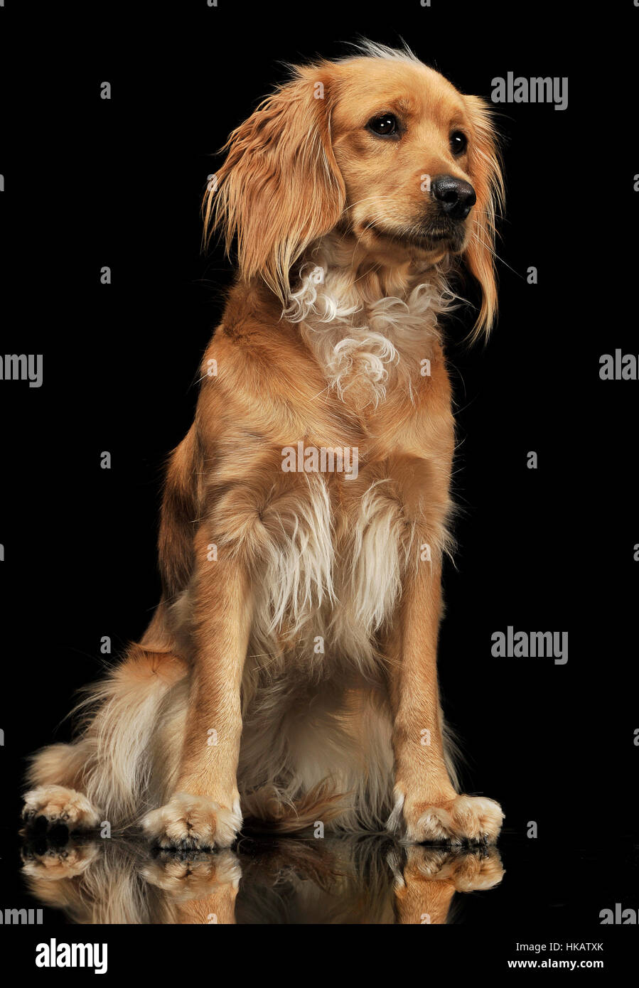Nice dog sitting in a dark background Stock Photo - Alamy