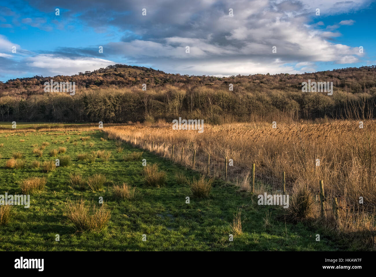 Reed Beds and Pasture land under Arnside Knott Stock Photo - Alamy