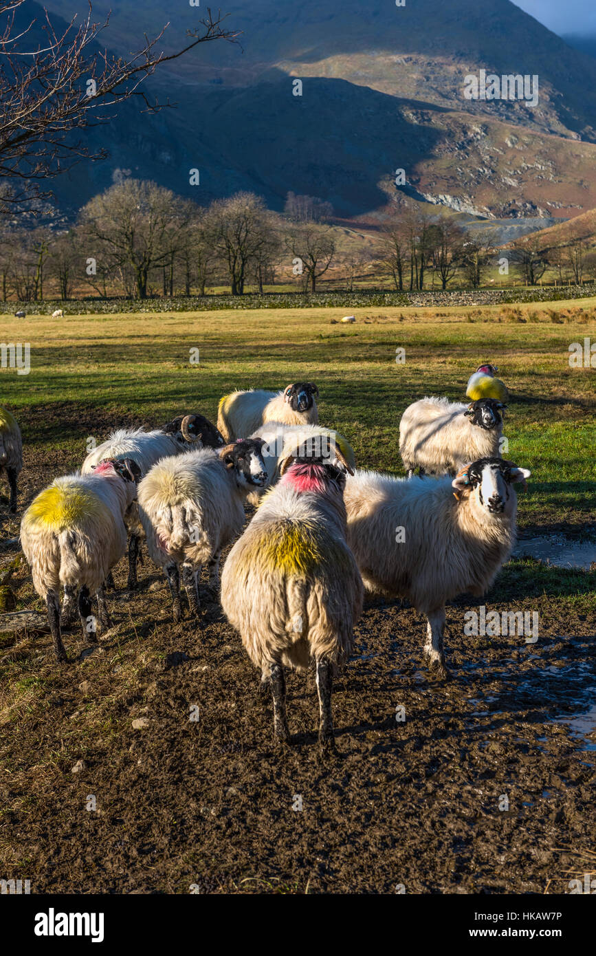 Hardy upland sheep breed hi-res stock photography and images - Alamy