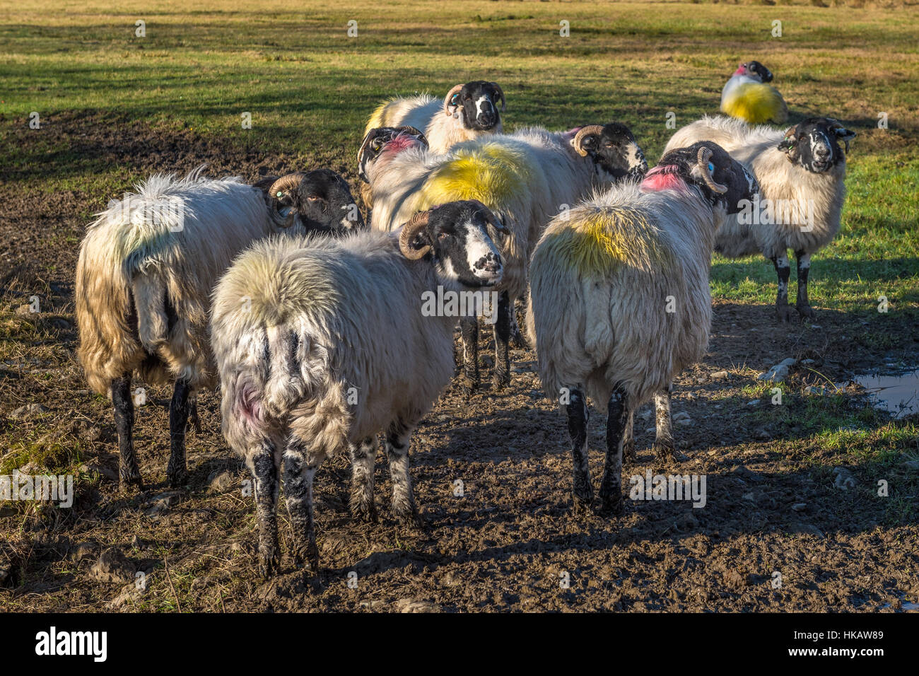 Hardy upland sheep breed hi-res stock photography and images - Alamy