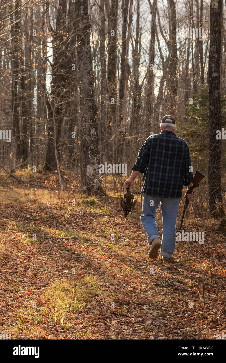 Ruffed grouse hunting in northern Wisconsin Stock Photo - Alamy