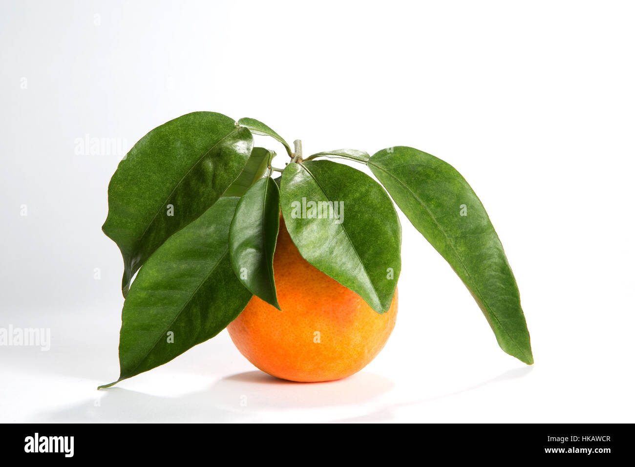 Freshly picked organically grown Florida orange has a stem with leaves ...