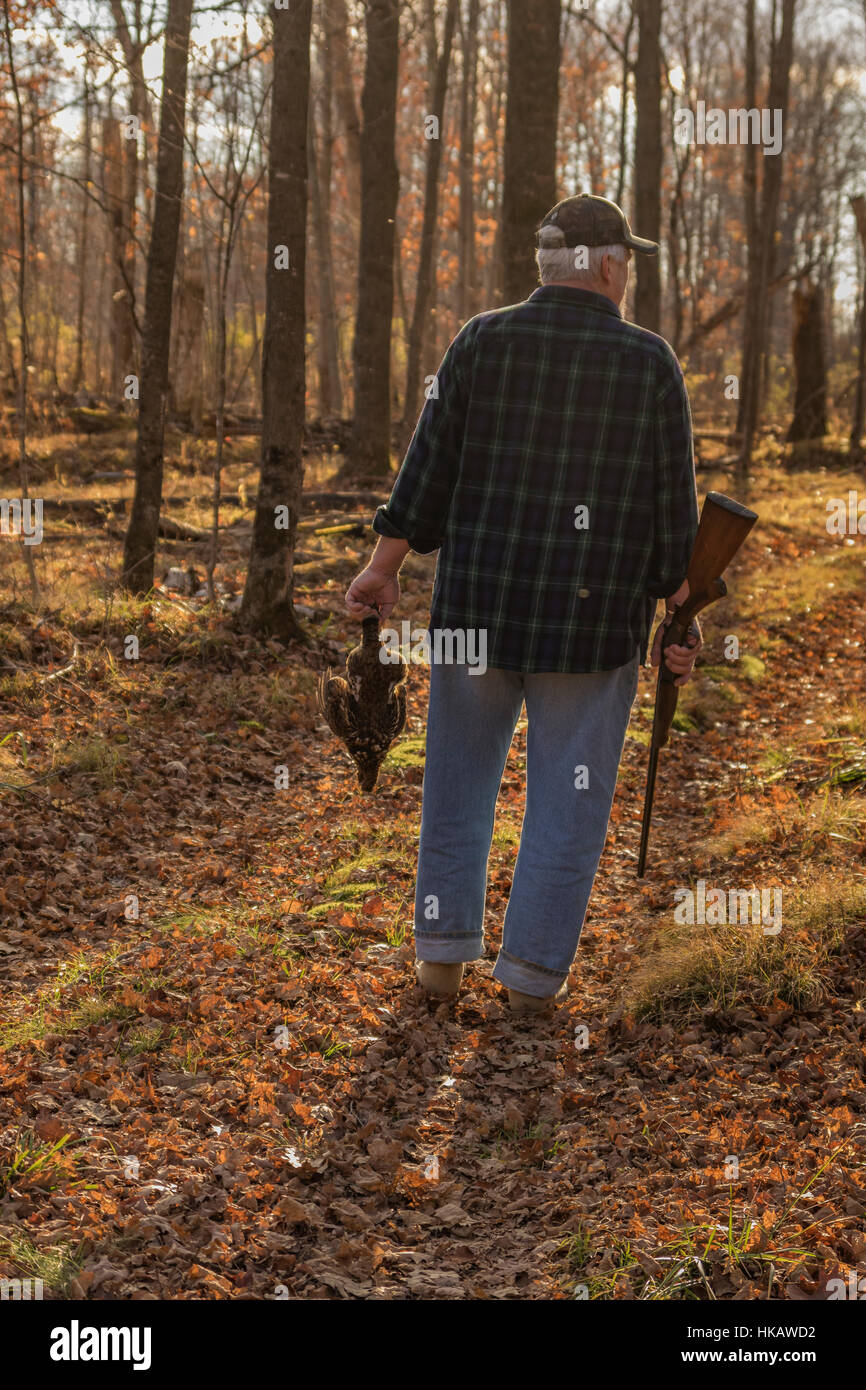 Partridge male ruffed grouse wild bird hi-res stock photography and ...