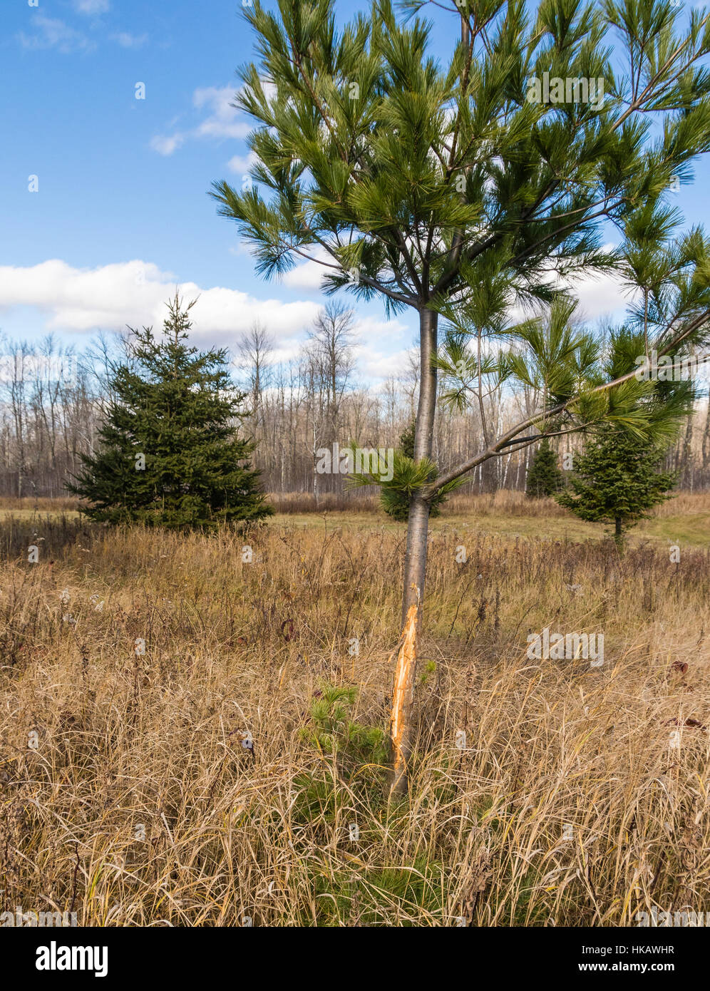 White-tailed buck rub Stock Photo - Alamy