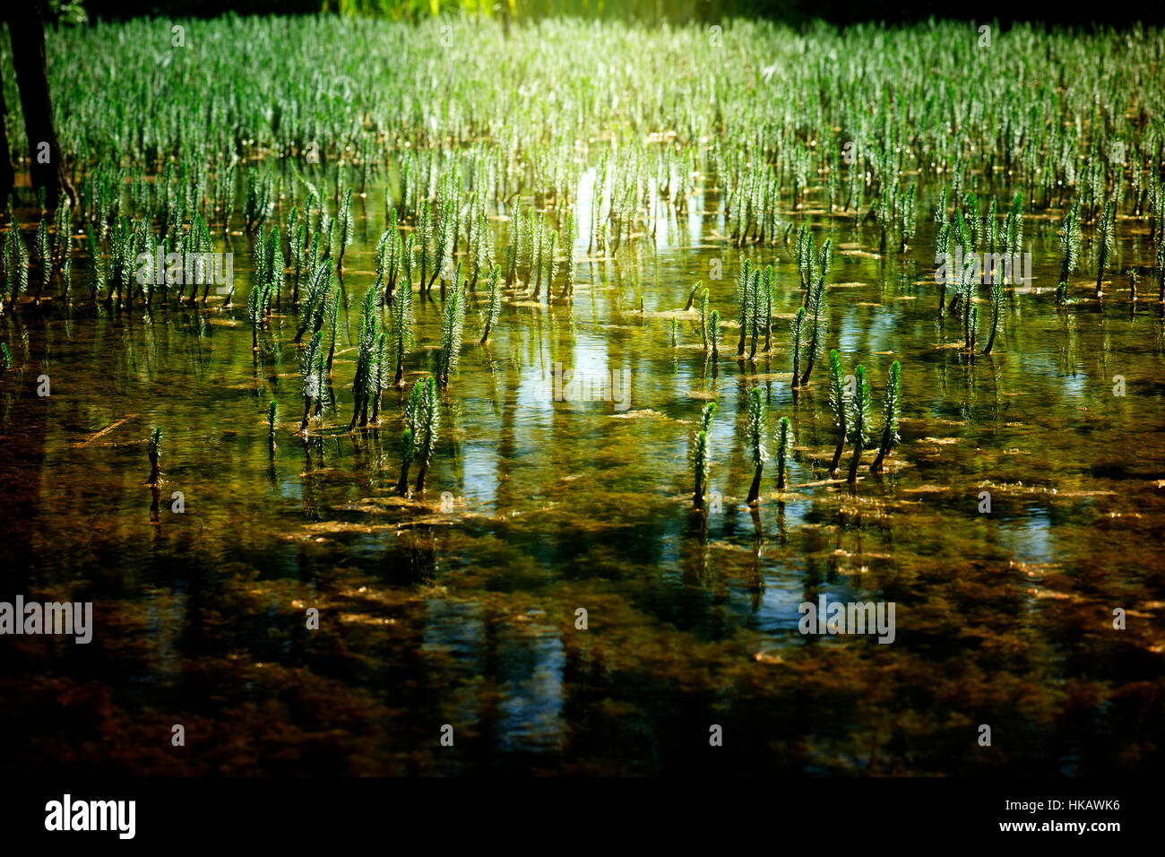 shallow lake with many young growing plants and sunlight Stock Photo ...