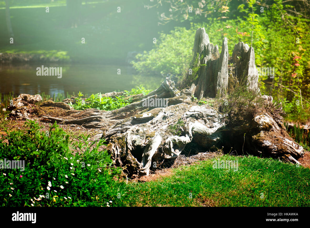 old rotted stump at the riverbank Stock Photo - Alamy