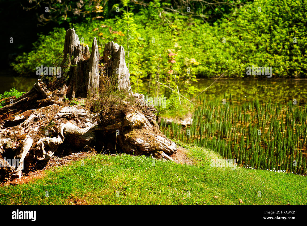 Old rotted log hi-res stock photography and images - Alamy