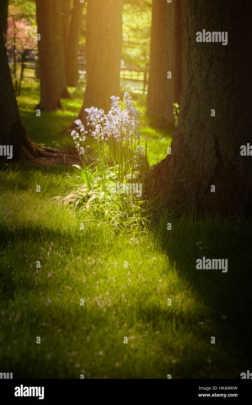 flowers under beam of sunlight Stock Photo - Alamy