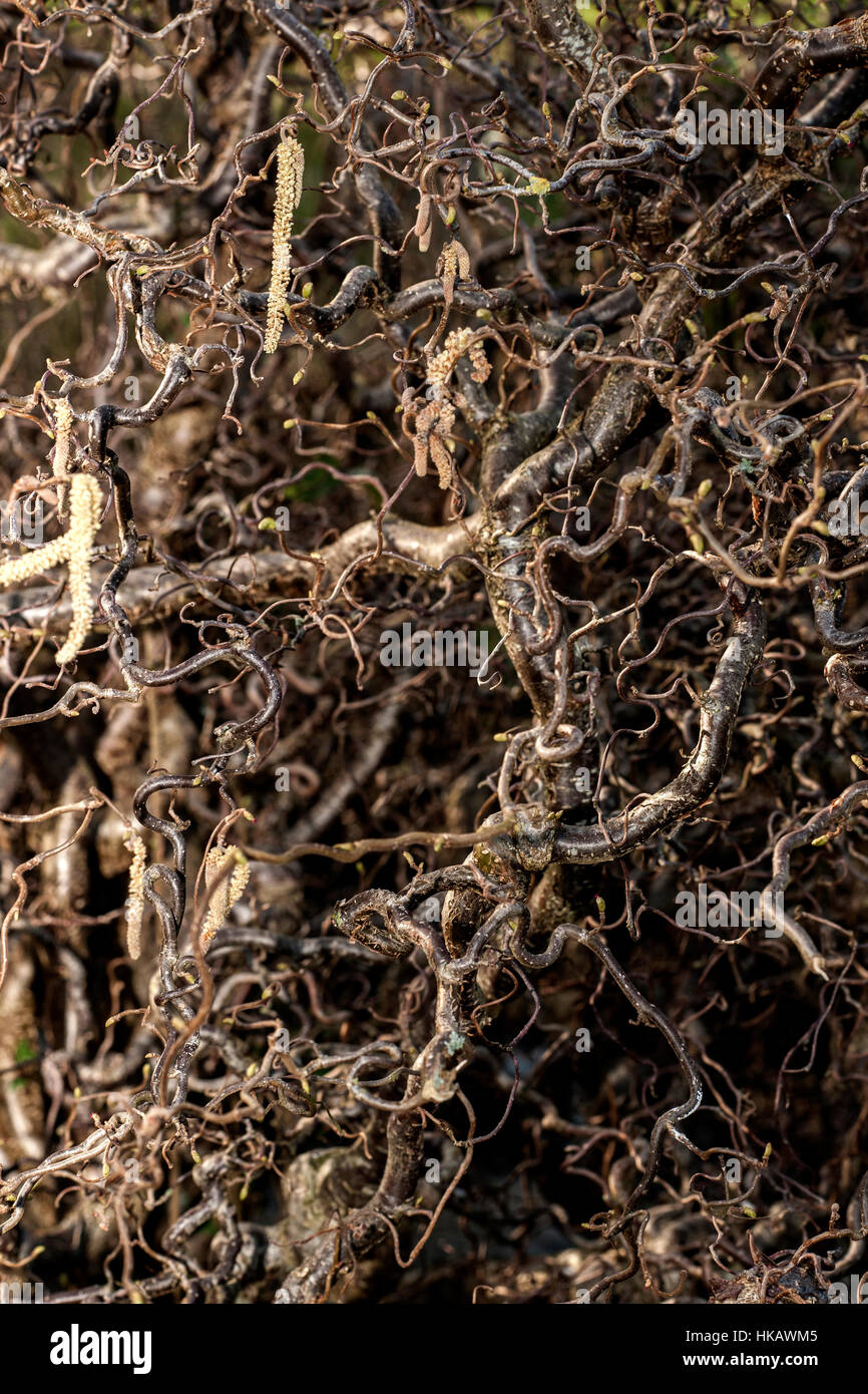 abstract looking branch, detail Stock Photo - Alamy
