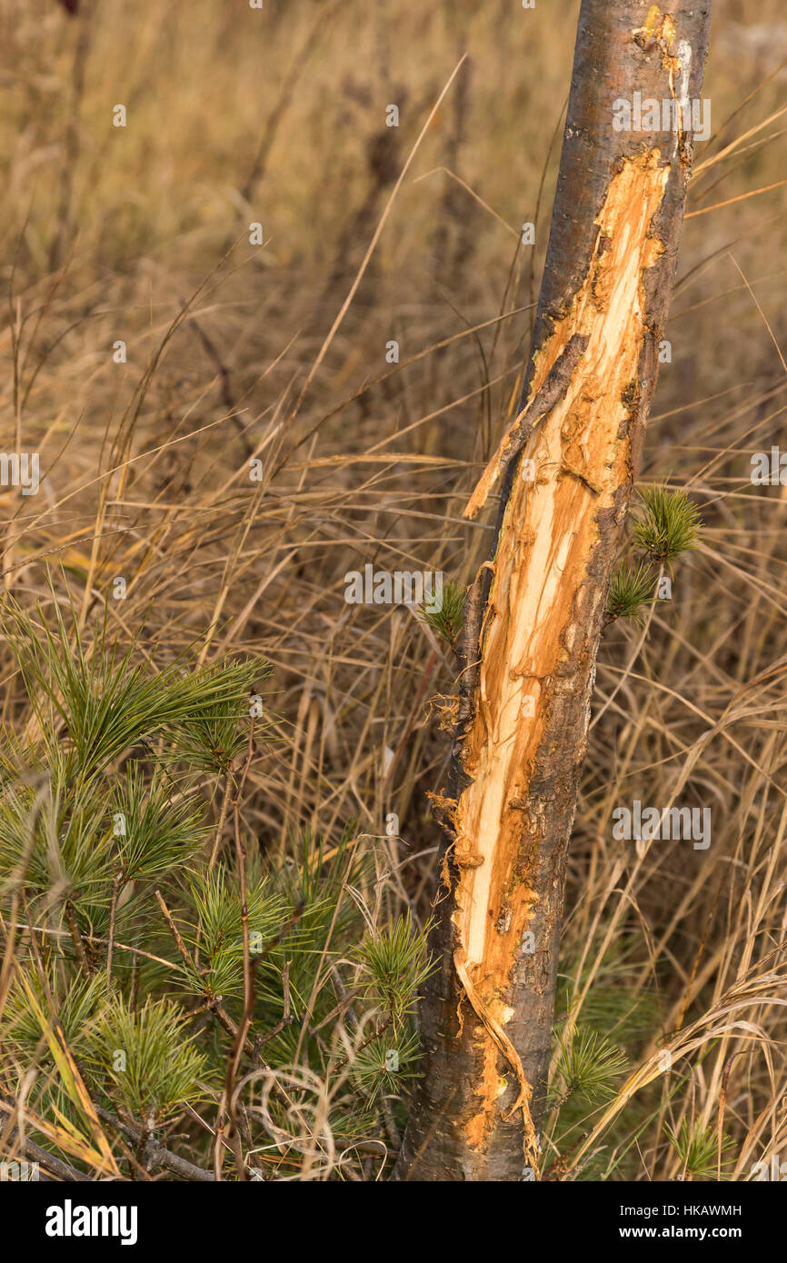Deer rub tree hi-res stock photography and images - Alamy