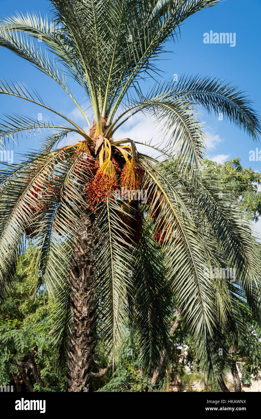 Dates growing on a palm in Israel Stock Photo - Alamy