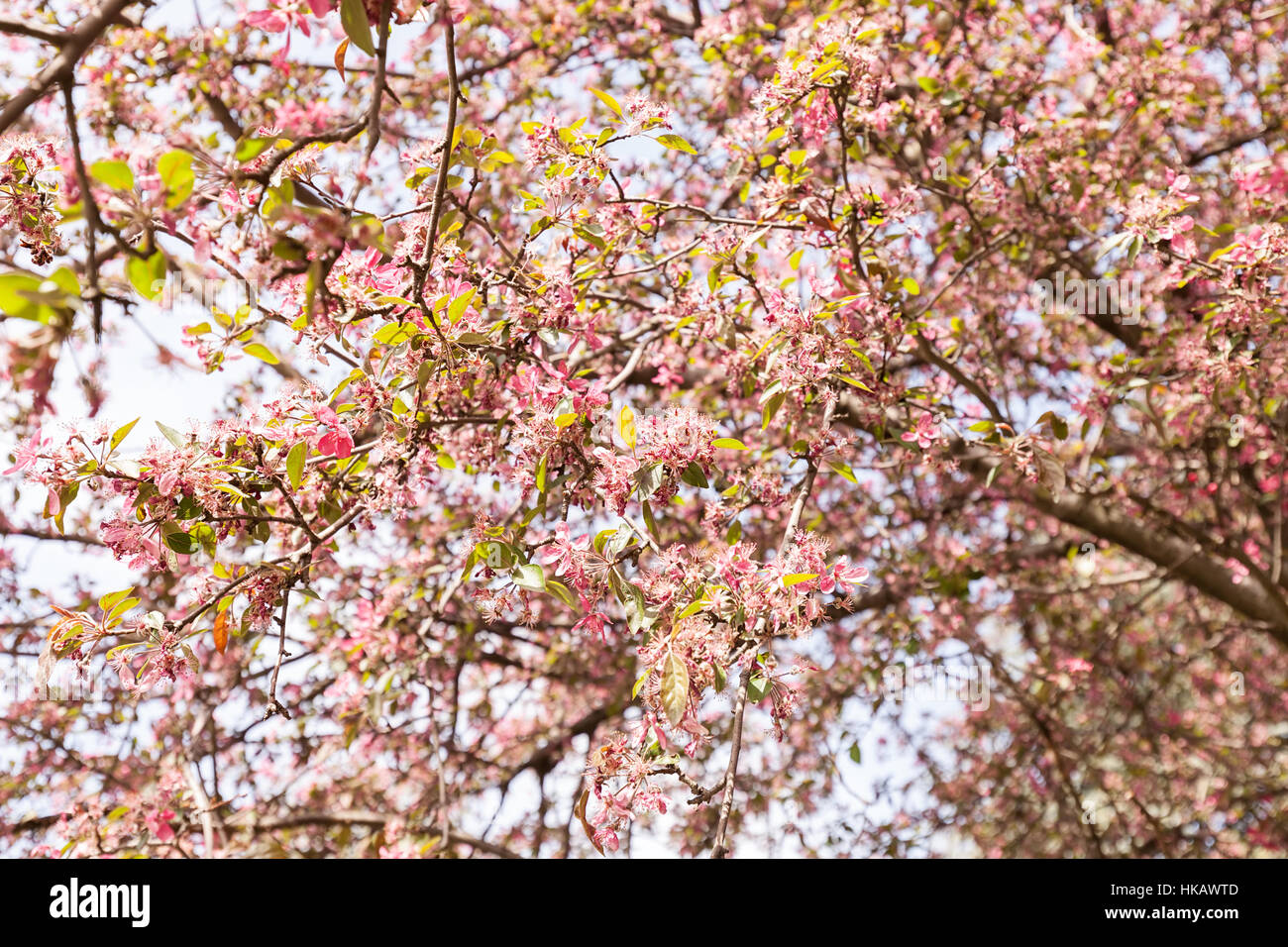 blossomed tree with pink flowers, note shallow depth of field Stock ...