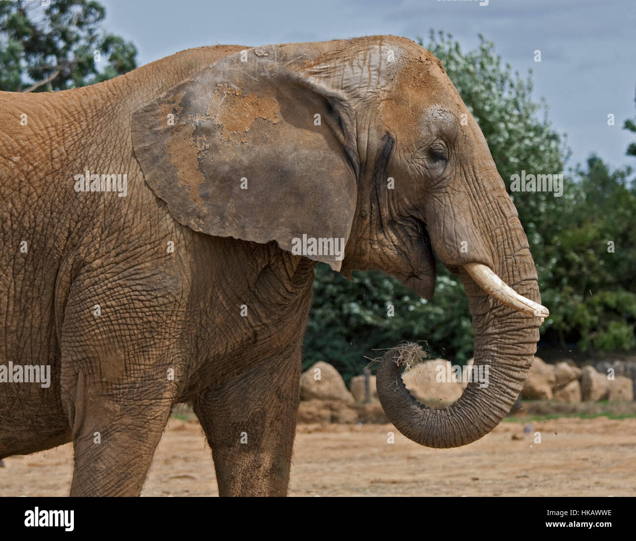 African Elephant (loxodonta africana) eating hay Stock Photo - Alamy