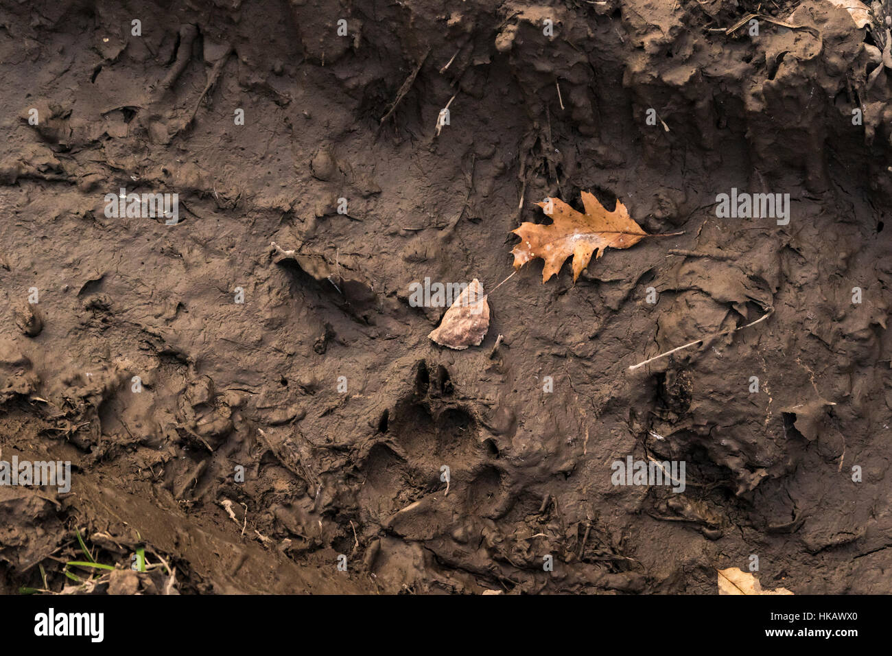 Wolf Tracks In Mud