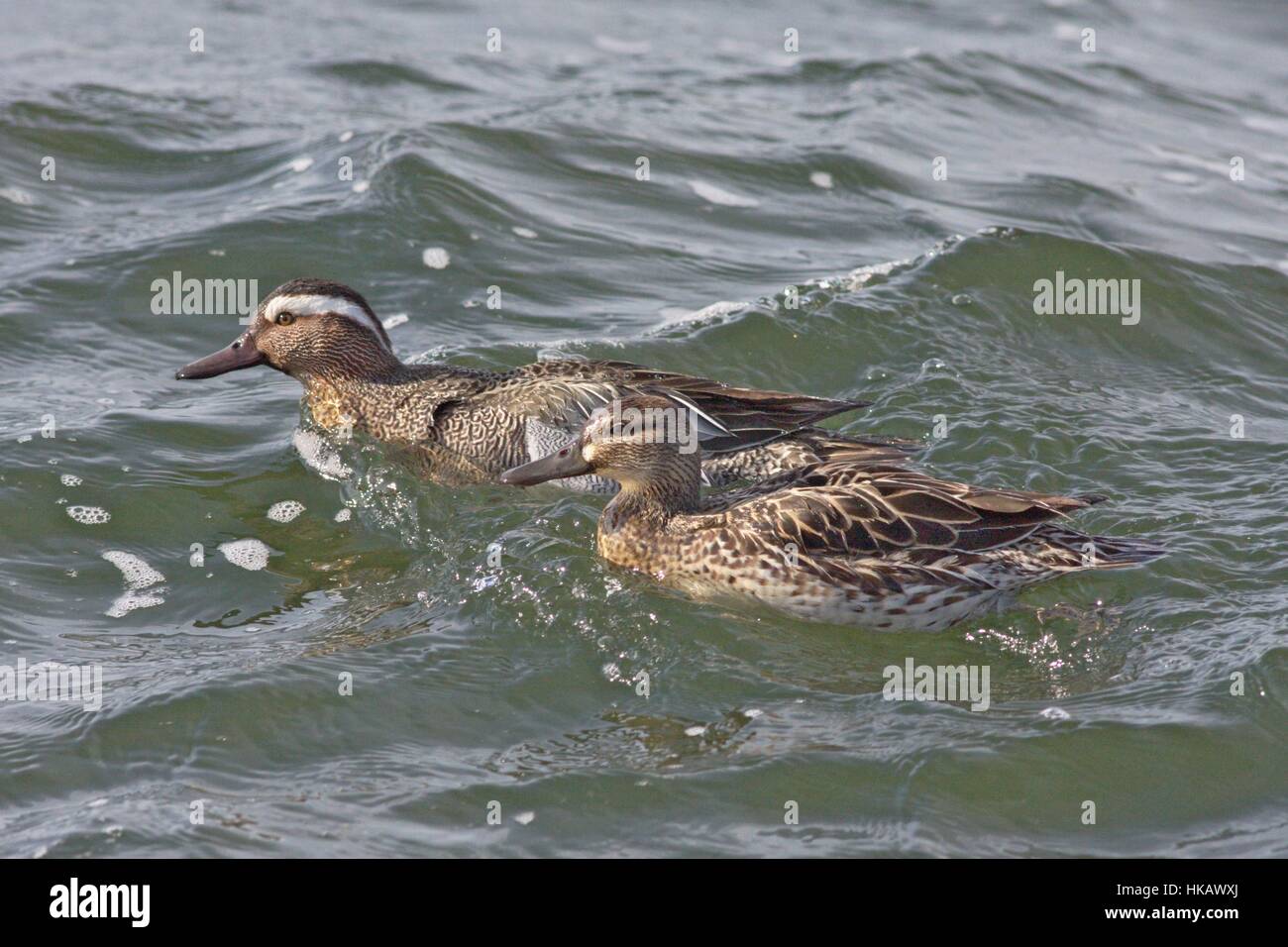 Garganey female hi-res stock photography and images - Alamy