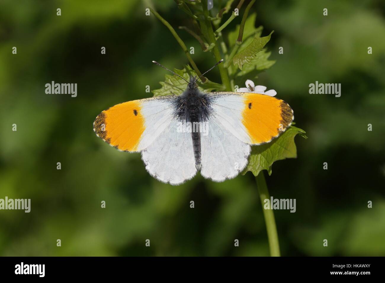 Orange tip, male Stock Photo - Alamy