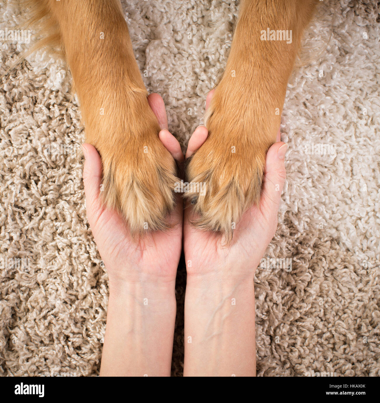 Human hand and paw hi-res stock photography and images - Alamy
