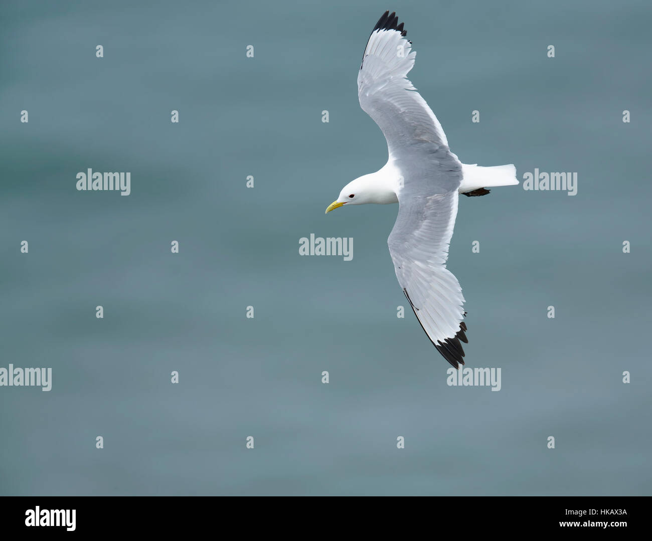 Kittiwake - Bempton Cliffs, Yorkshire Stock Photo - Alamy