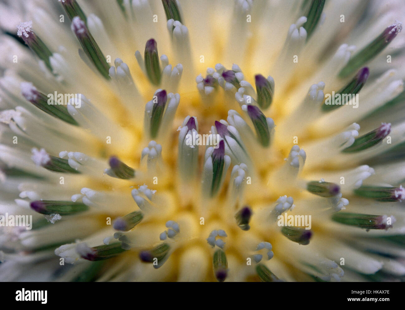 Galactites Tomentosa Stock Photos & Galactites Tomentosa Stock Images ...