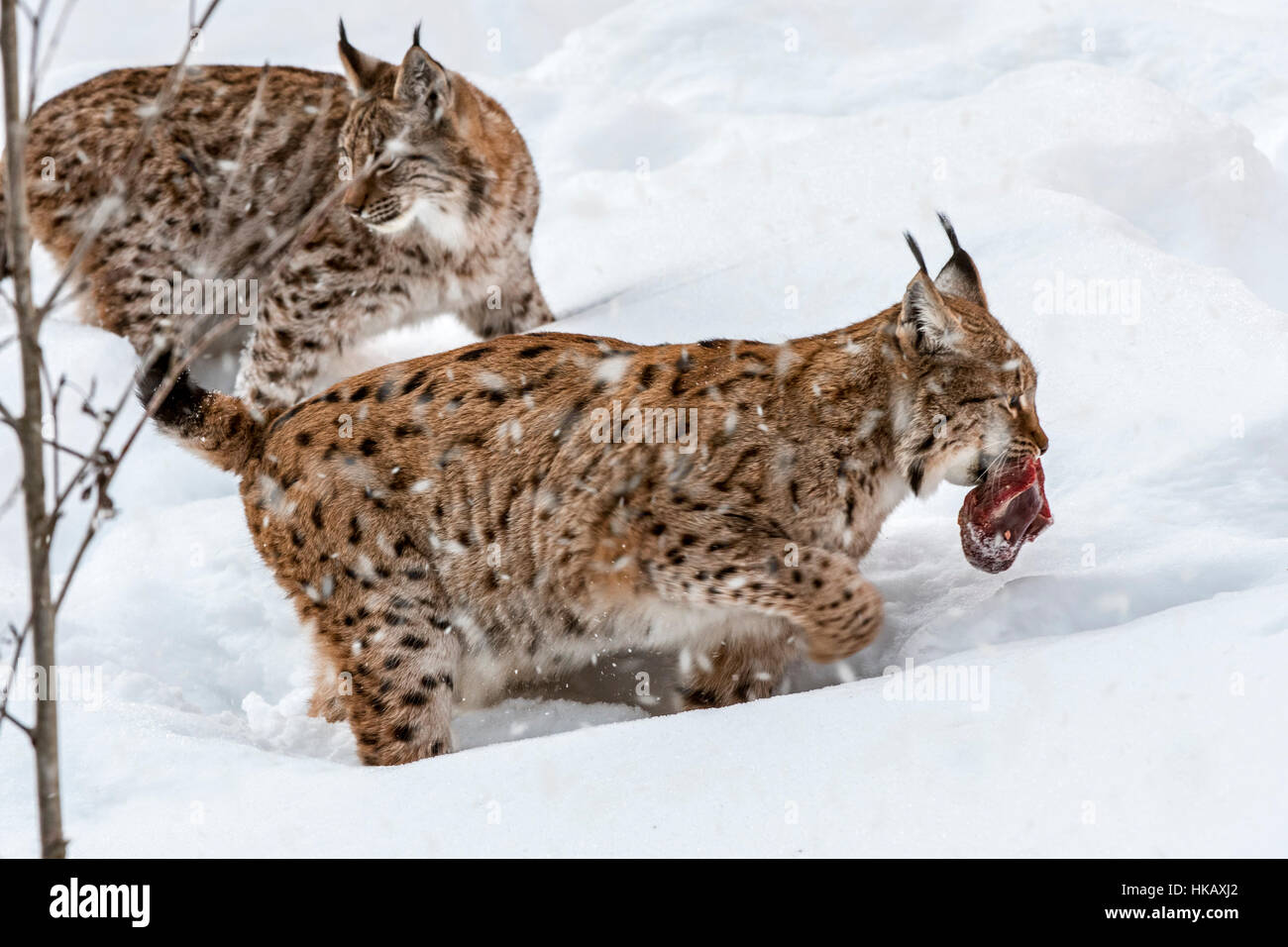 Eurasian Lynx With Prey In The Snow High Resolution Stock Photography ...
