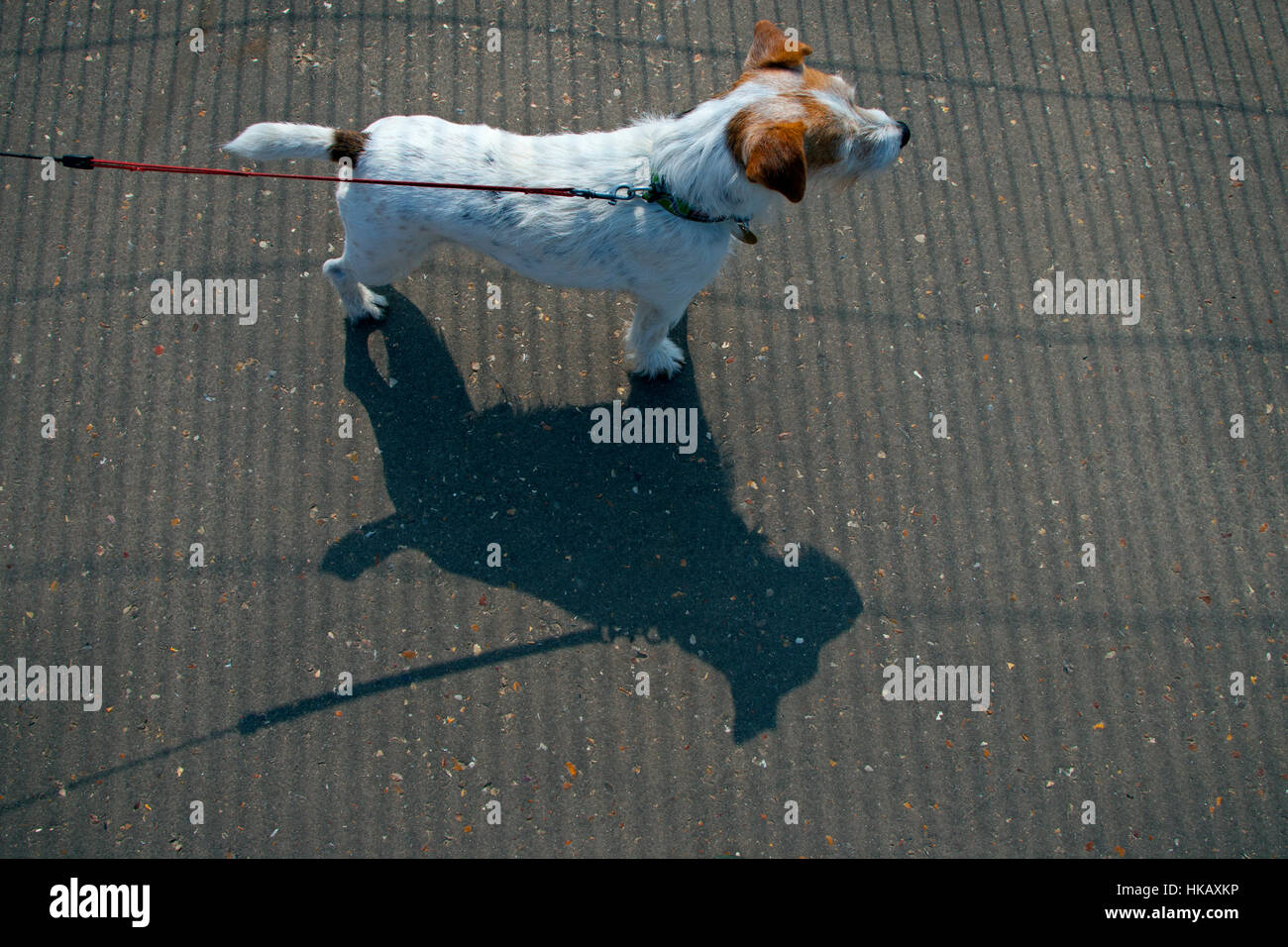 Jack Russell Terrier on lead with shadows Stock Photo - Alamy