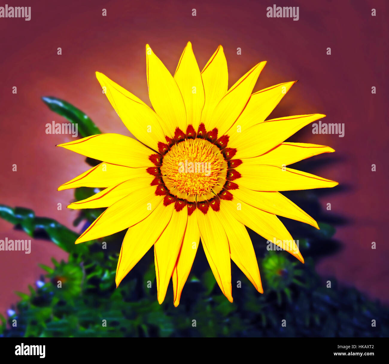 Helios flower hi-res stock photography and images - Alamy