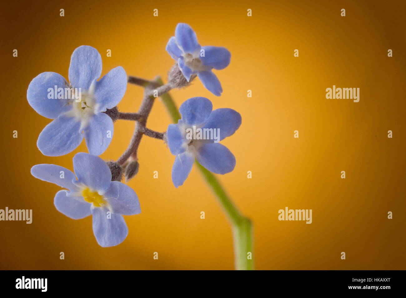 Forget-me-not spring flowers isolated against orange background ...