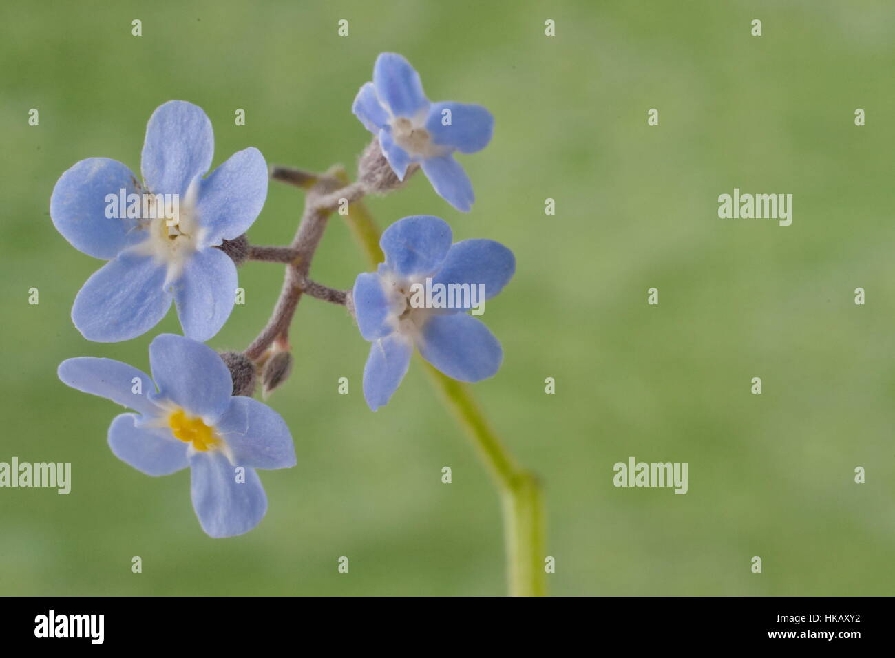 Forget-me-not spring flowers isolated against green background ...