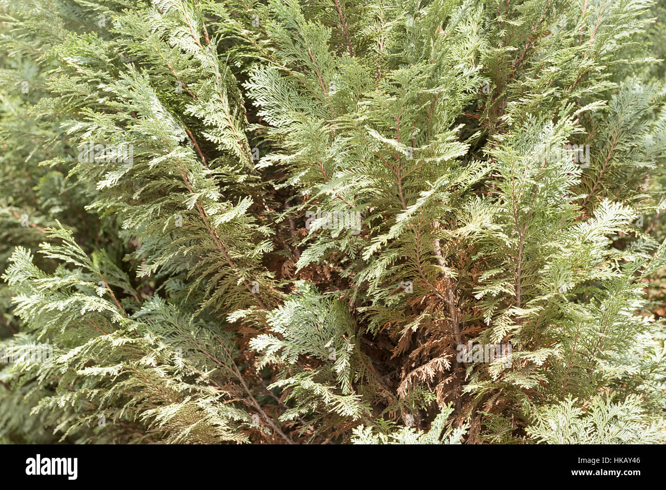 Thuja tree thick branches hi-res stock photography and images - Alamy