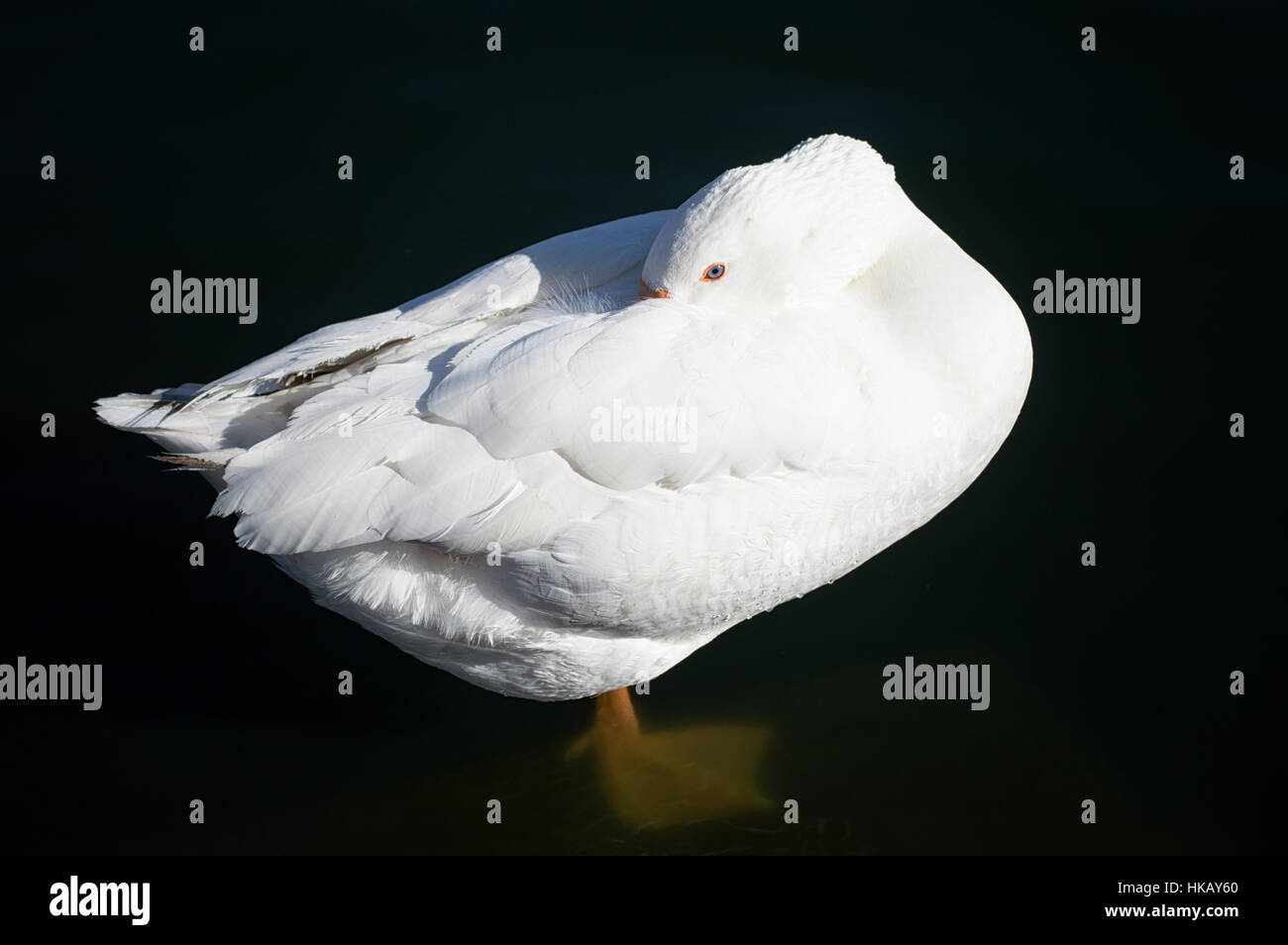 With pine trees and sky ii hi-res stock photography and images - Alamy