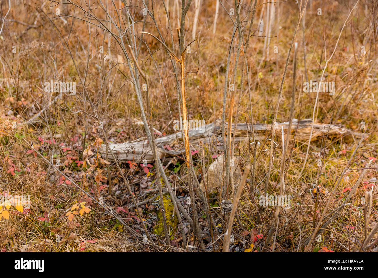 White-tailed buck rub Stock Photo - Alamy