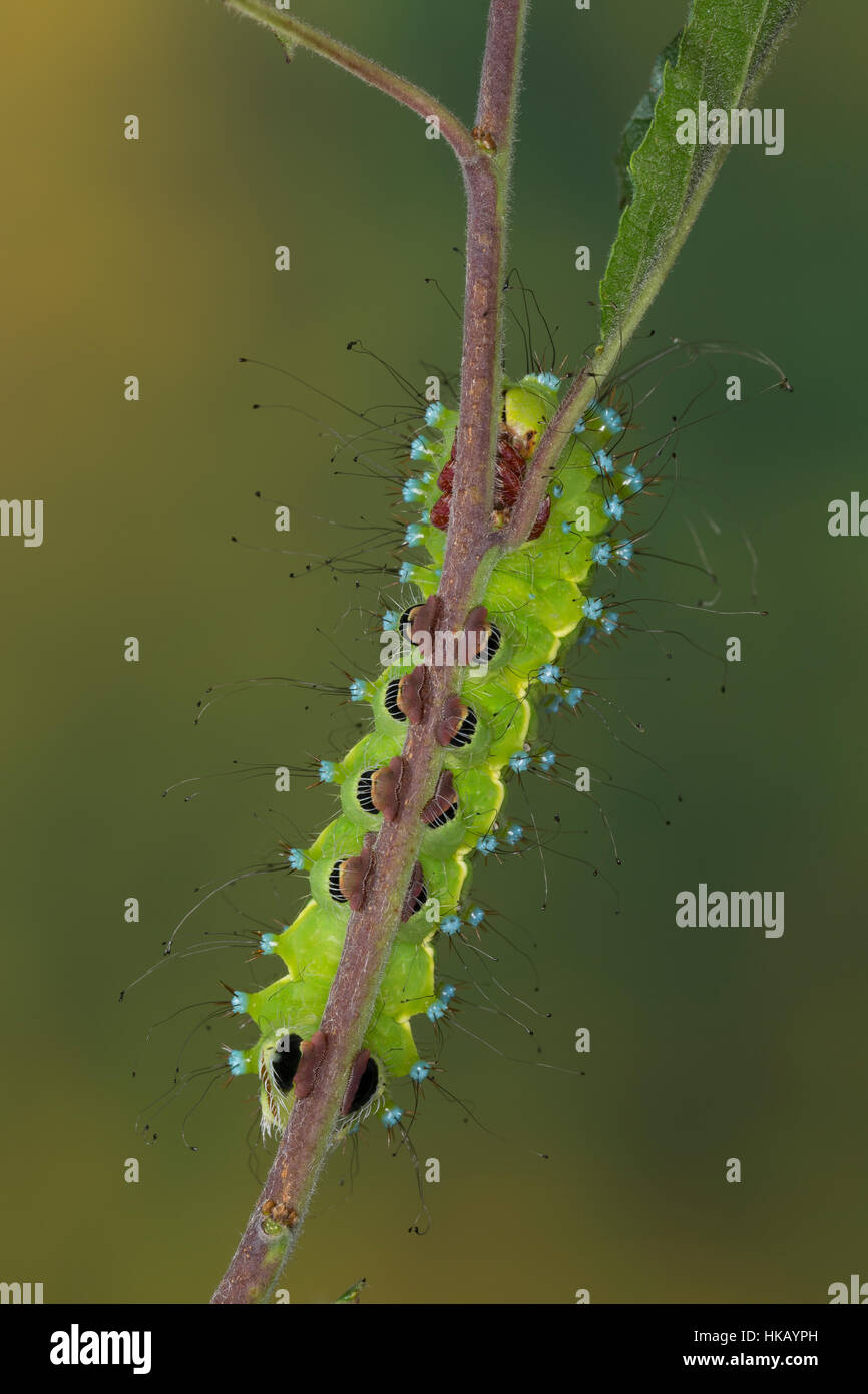 Großes Nachtpfauenauge, Wiener Nachtpfauenauge, Raupe, Saturnia pyri ...