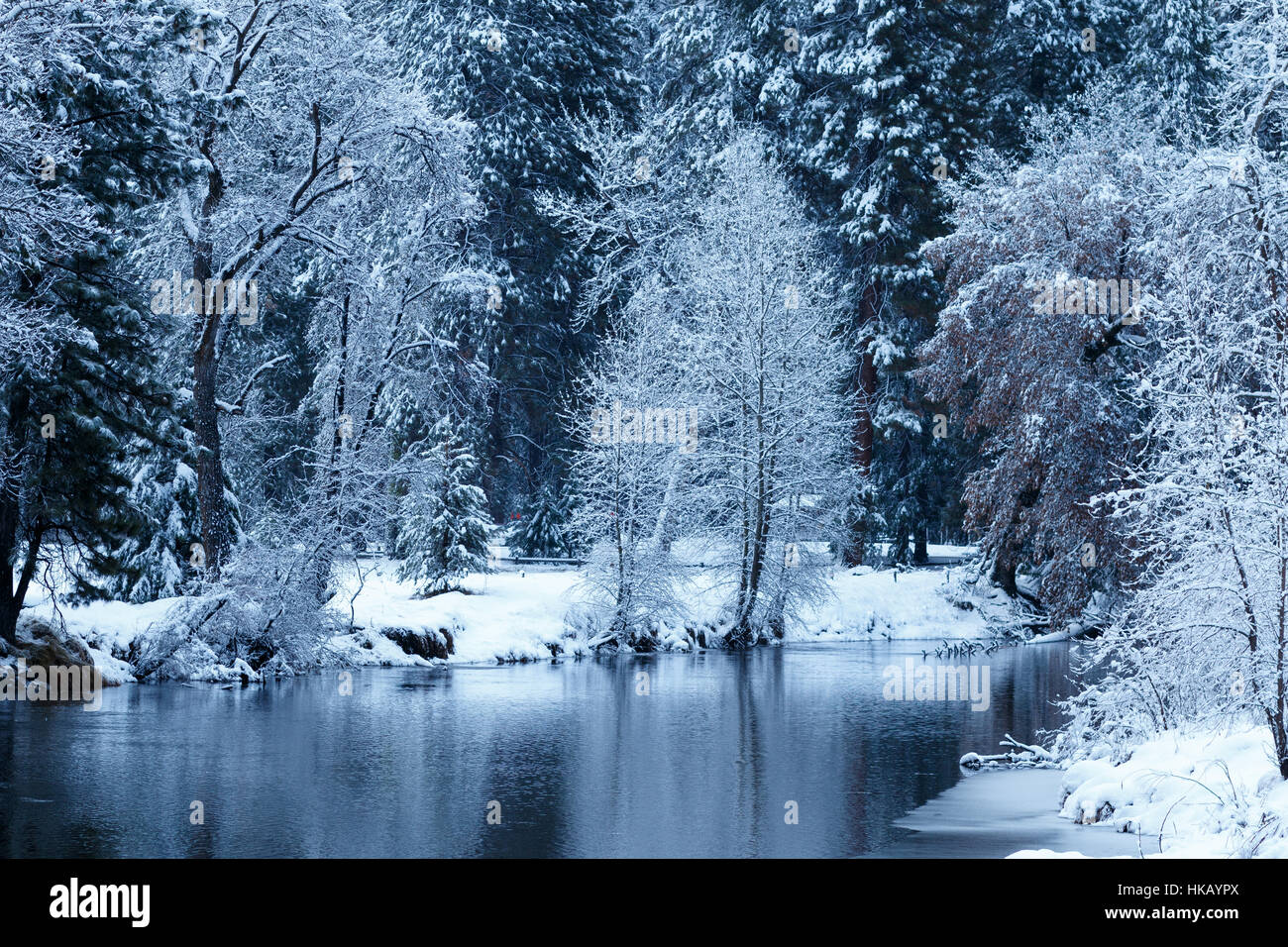 Merced river blanketed with snow, California, Yosemite National Park ...