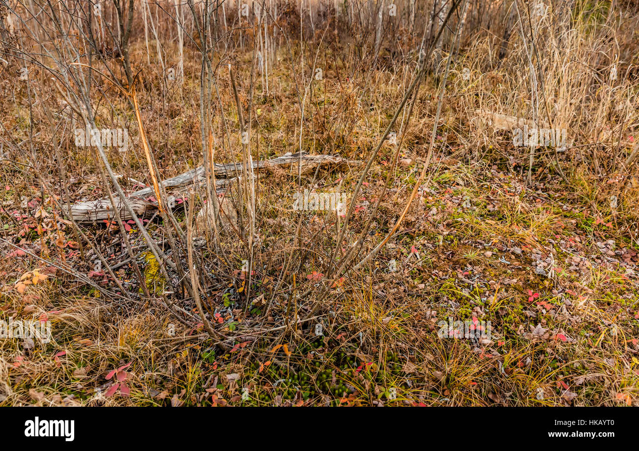 White-tailed buck rub Stock Photo - Alamy