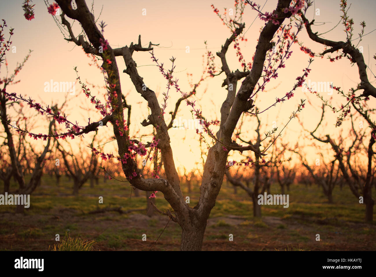 Apple tree sunset hi-res stock photography and images - Alamy