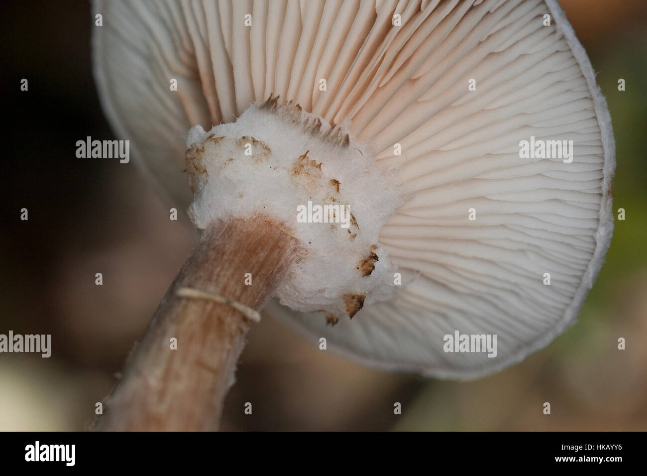 Gewöhnlicher Hallimasch, Dunkler Hallimasch, Halimasch, Honigpilz ...