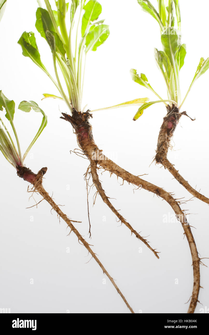 Edible roots hi-res stock photography and images - Alamy