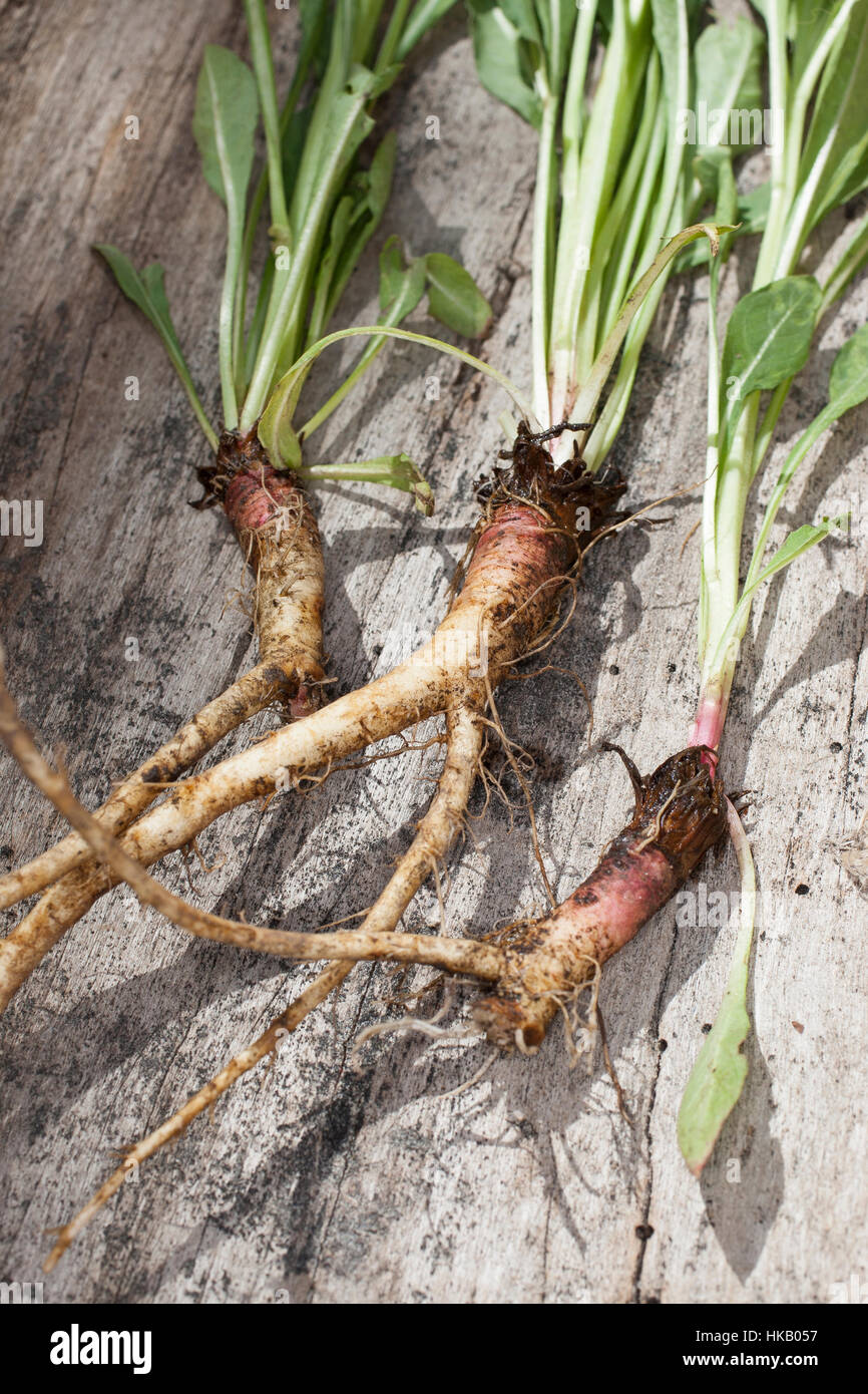 Edible roots hi-res stock photography and images - Alamy
