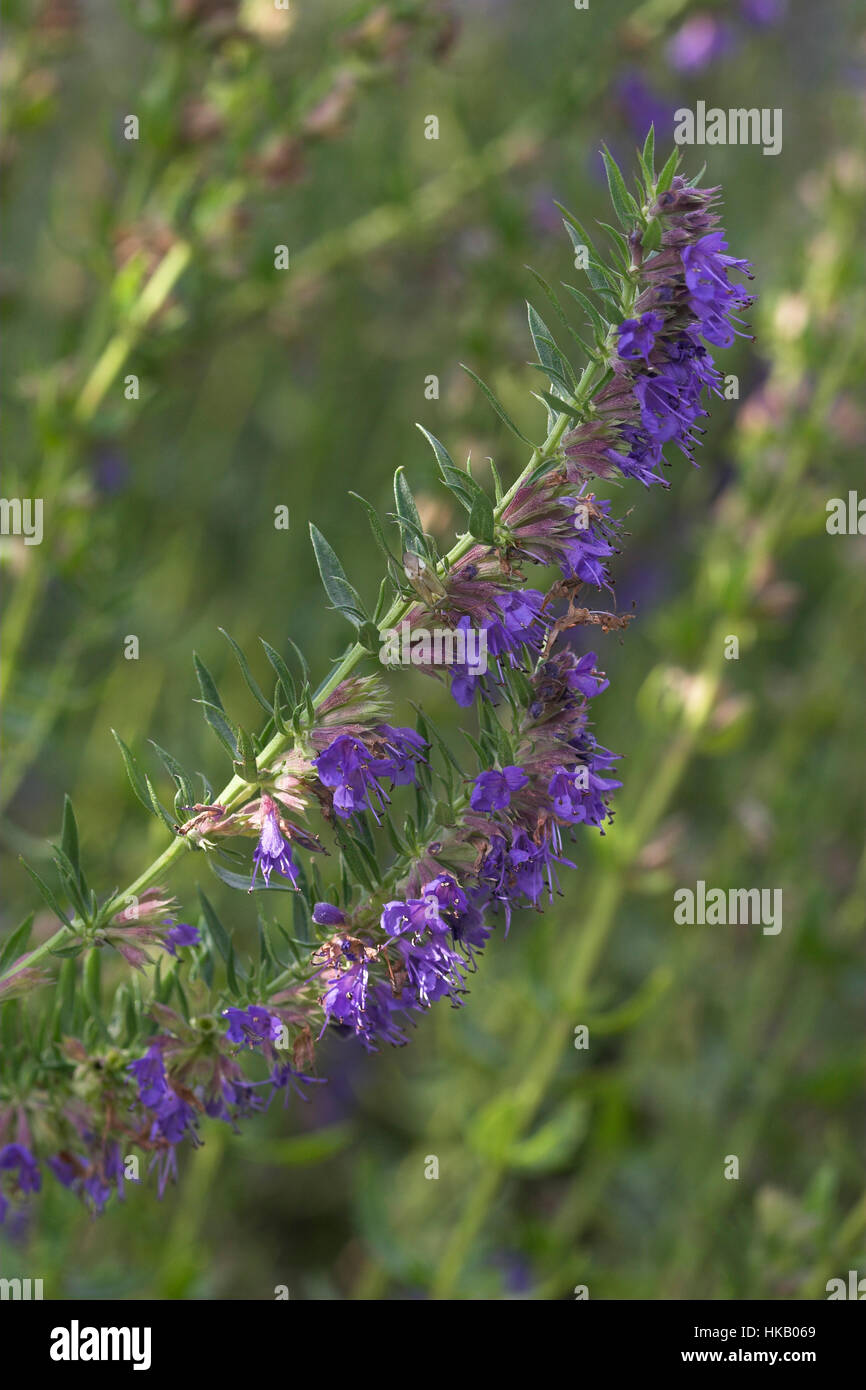 Ysop, Isop, Hyssopus officinalis officinalis, Hyssop, Hyssope Stock ...