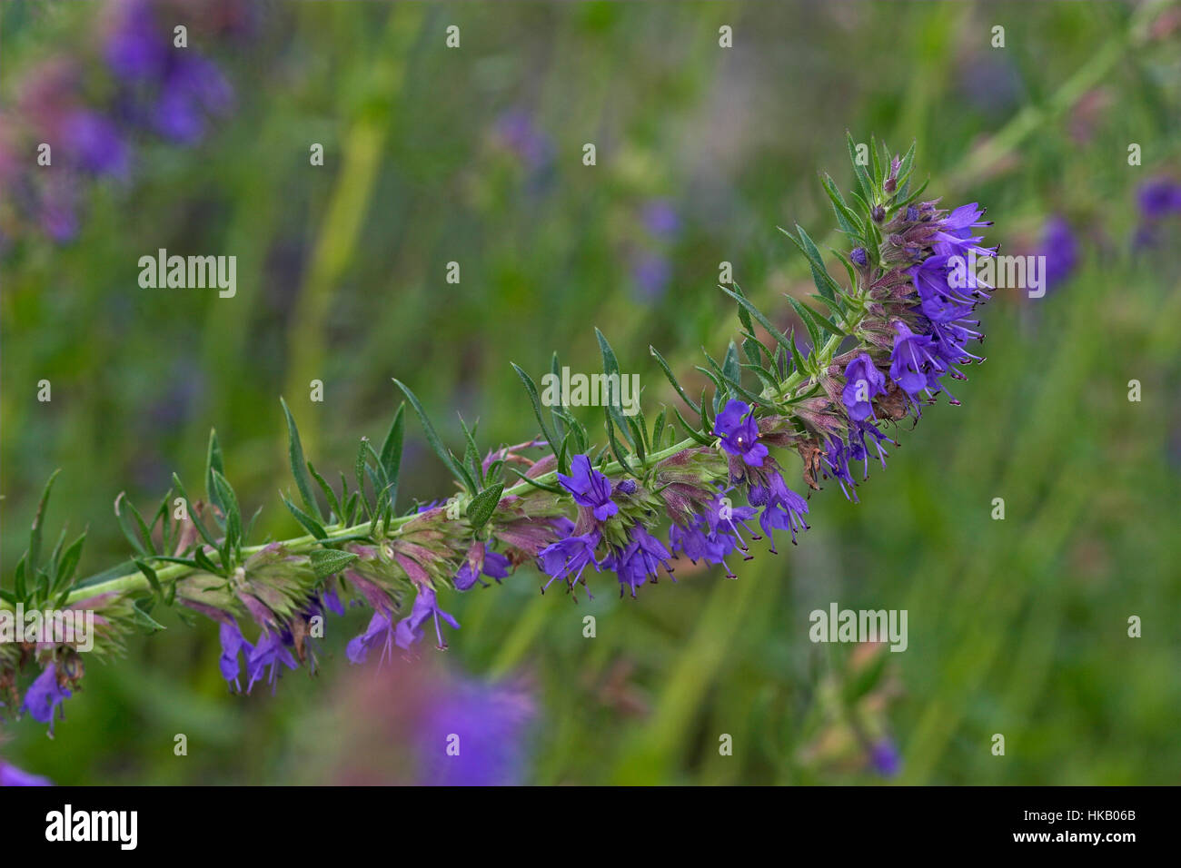 Ysop, Isop, Hyssopus officinalis officinalis, Hyssop, Hyssope Stock ...